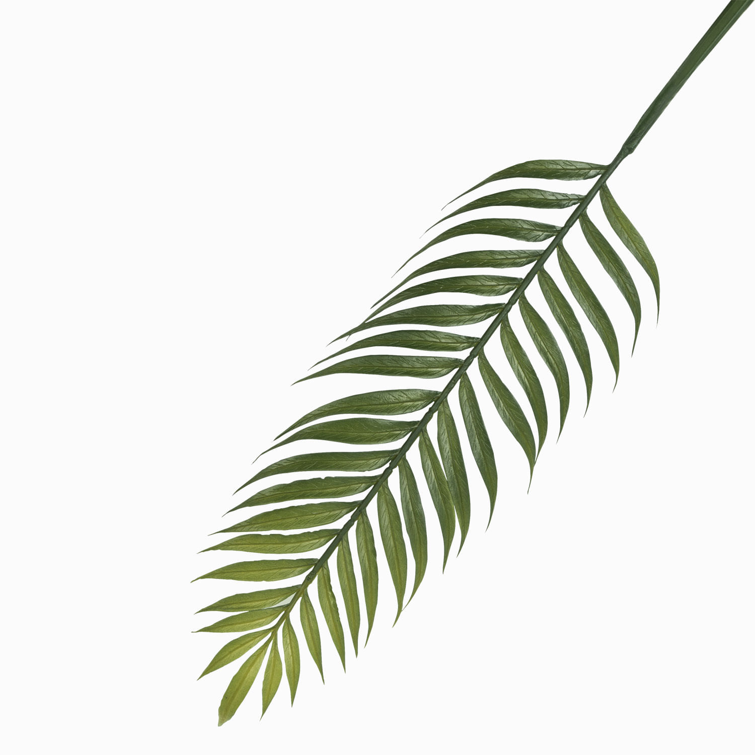 Hoja de palma img #1